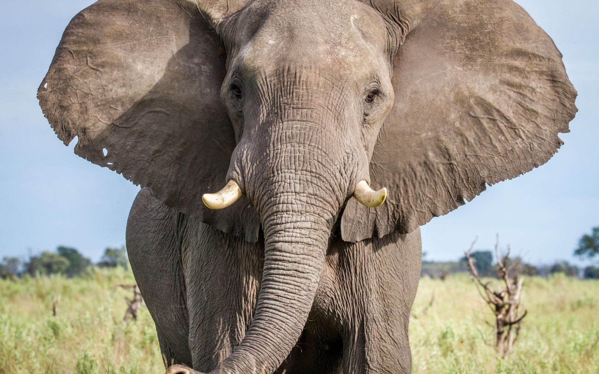 Simbolo dell'elefante nei gioielli: qual è il significato dell'elefant ...